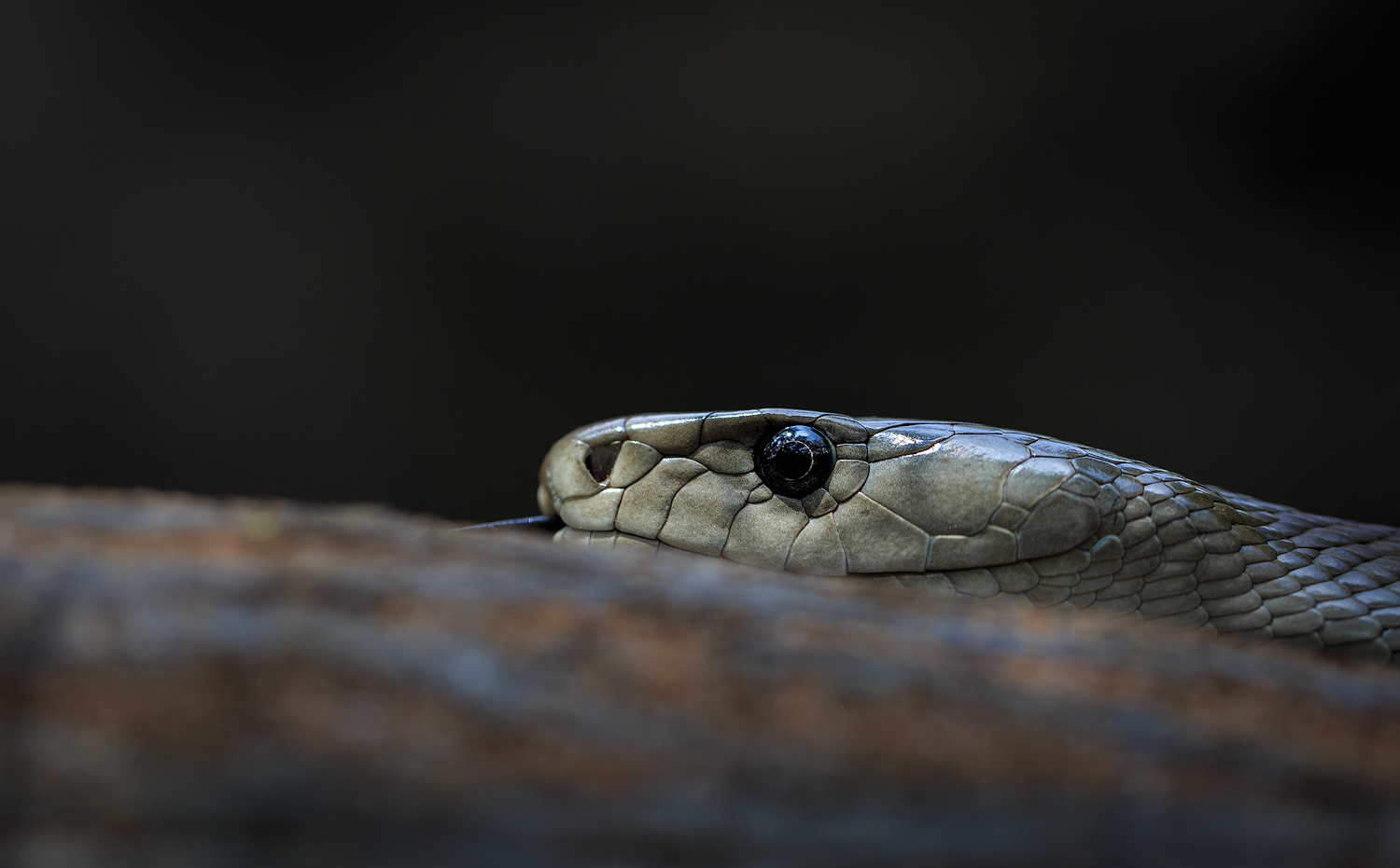 Black Mamba – Wild Artistic